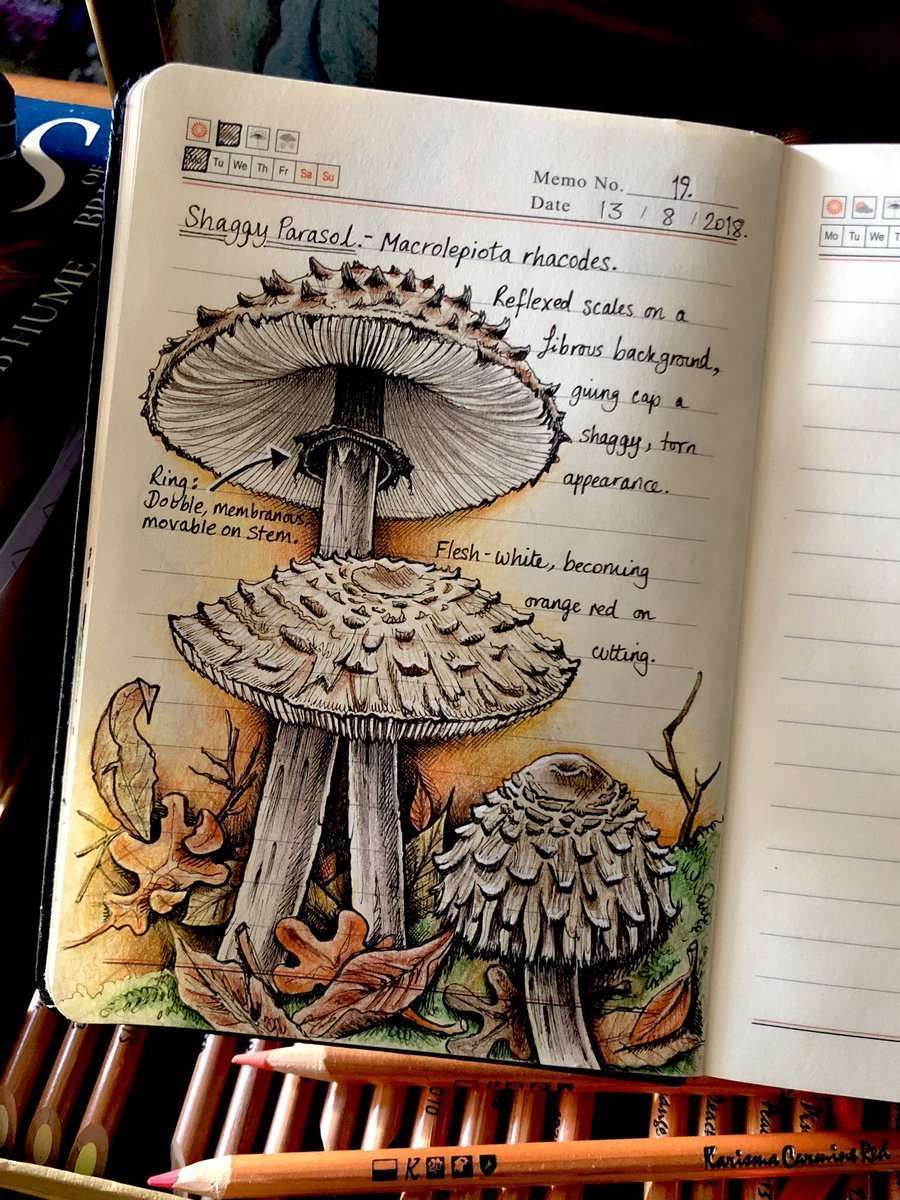 Secrets of a Devon Woods Made Jo Popular - Shutterbulky