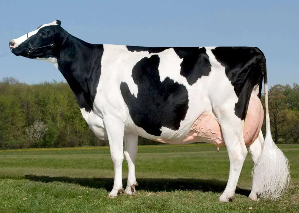 Pennsylvania Dairy Farmer Decides to Bottle His Own Milk Rather than ...