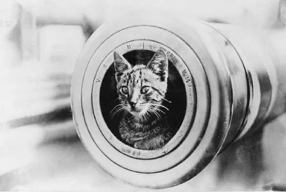 The Titanic Cat Jenny's Story - Shutterbulky