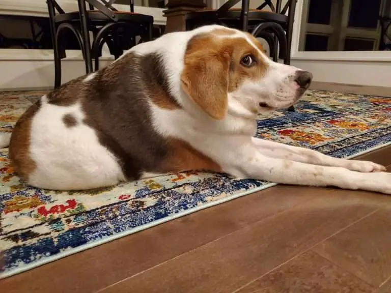 An American Foxhound born with a short spine and no neck finds a family ...
