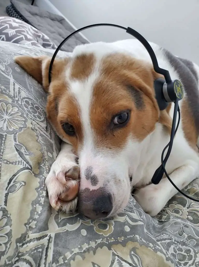 An American Foxhound born with a short spine and no neck finds a family ...