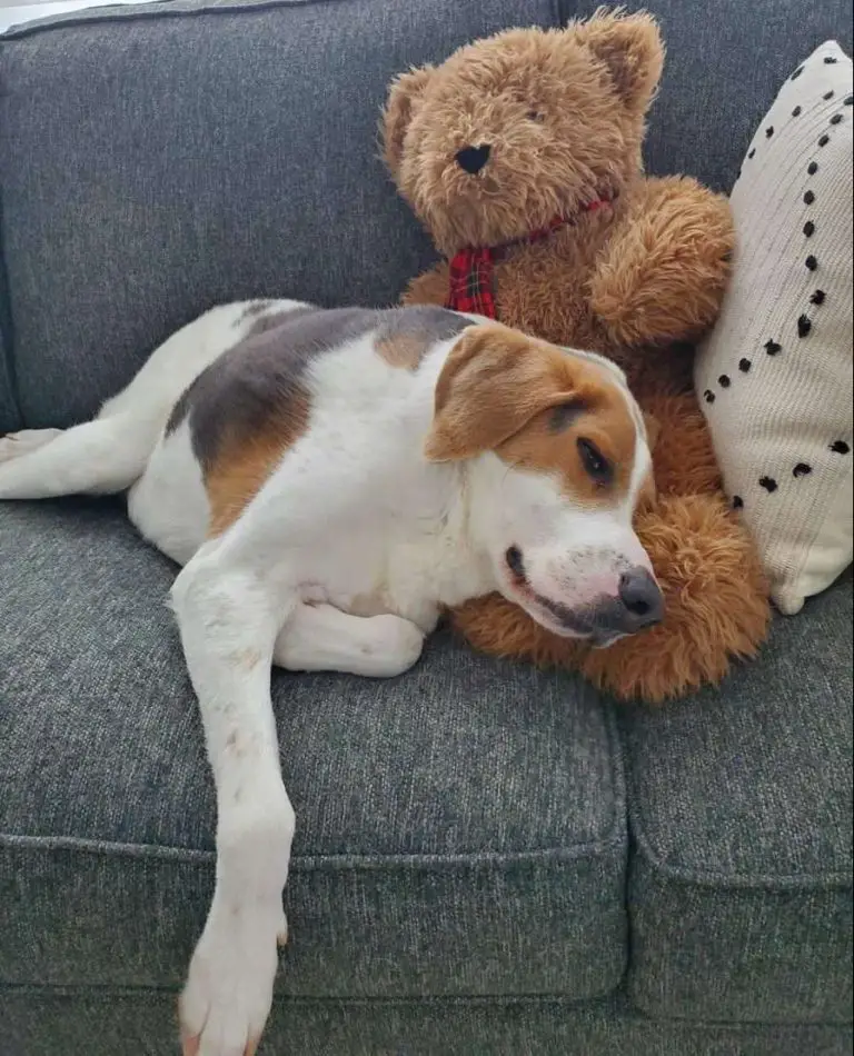 An American Foxhound born with a short spine and no neck finds a family ...