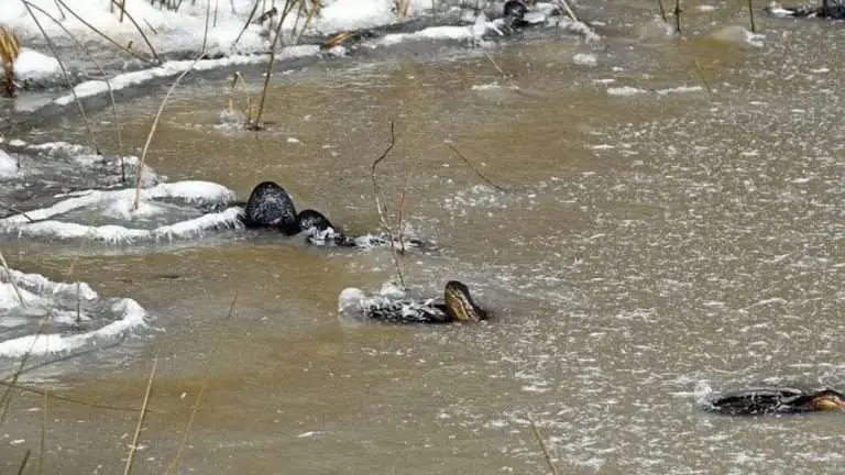 In Oklahoma, Alligators freeze in swamp like ‘popsicles’ - Shutterbulky