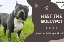 Wilma Rudolph Story From Polio to Olympic Champ: Biography, Medals ...