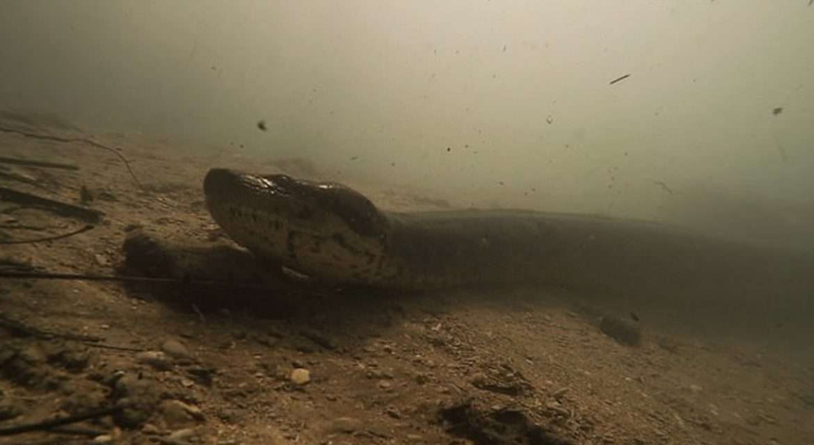 Diver has incredible face-to-face encounter with 23Ft long Green ...