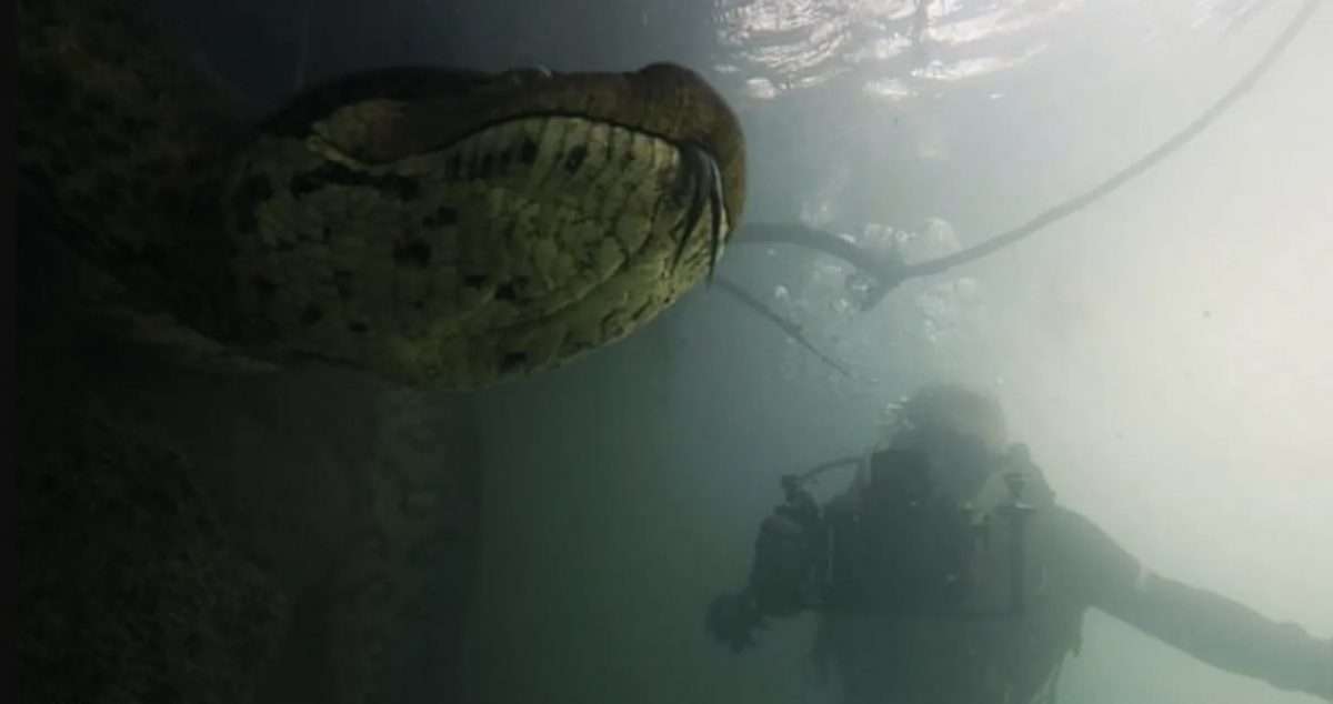 Diver has incredible face-to-face encounter with 23Ft long Green ...
