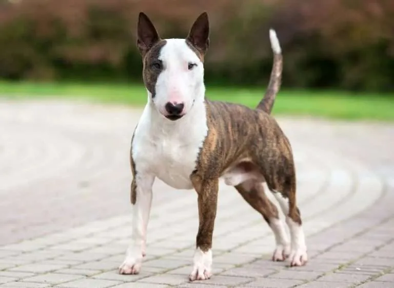 English Bull Terrier Dog (English Bulldog & Bull Terrier Mix ...