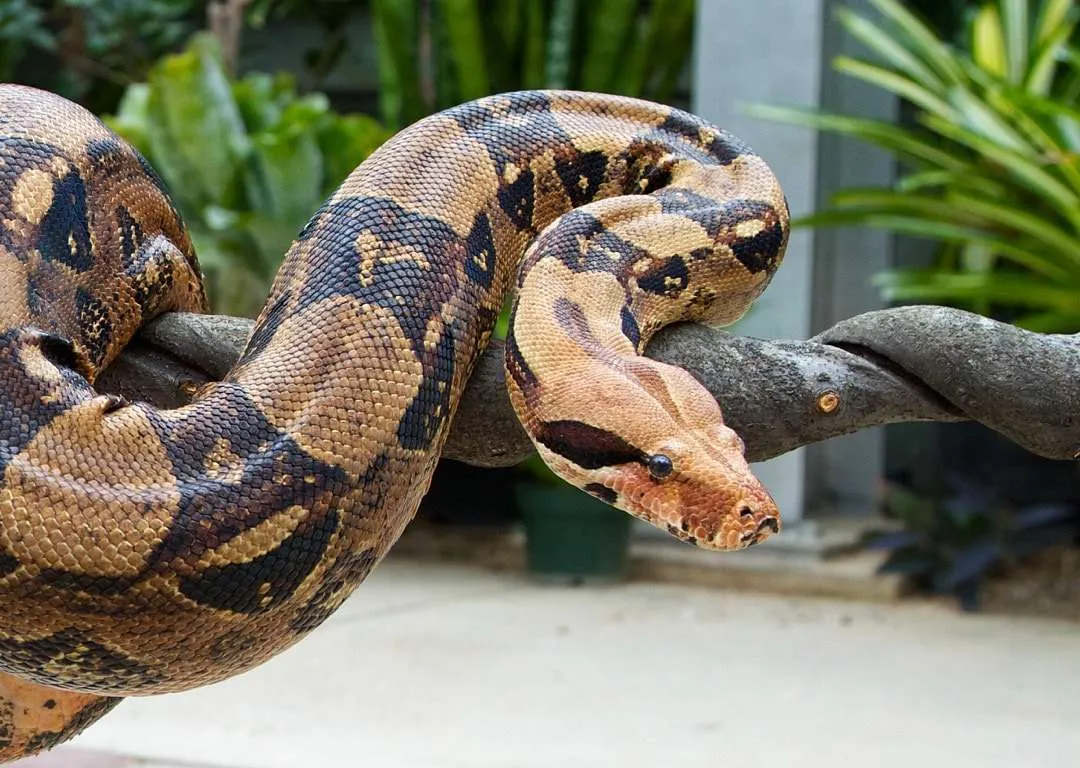 The Best Pet Snake For Beginners? Guideline with 6 Best Pet Snakes ...