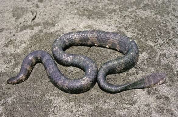 Learn About 10 Rarest Snakes In The World - ShutterBulky