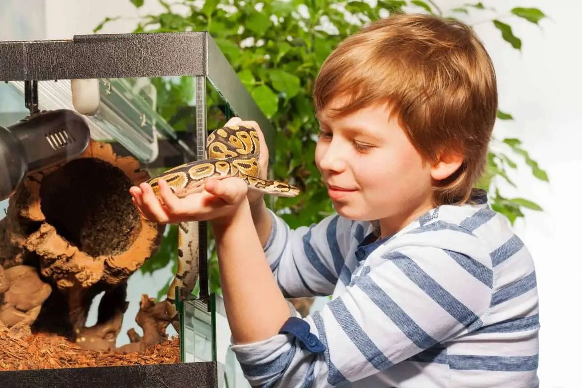 The Best Pet Snake For Beginners? Guideline with 6 Best Pet Snakes ...