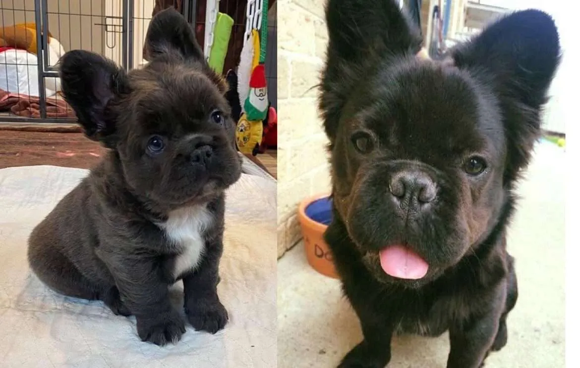 Fluffy French Bulldog: Everything You Need To Know - Shutterbulky