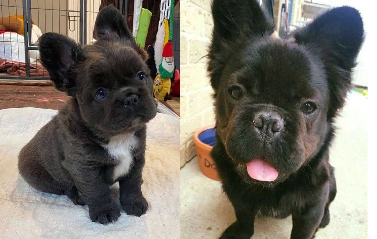 Fluffy French Bulldog: Everything You Need To Know - Shutterbulky