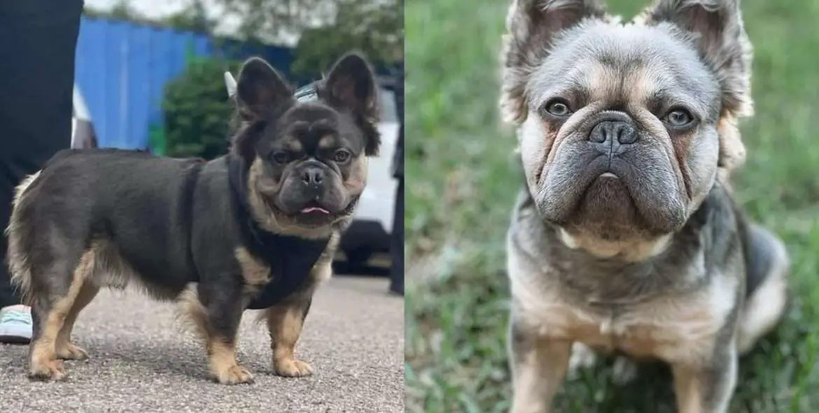 Fluffy French Bulldog: Everything You Need To Know - Shutterbulky
