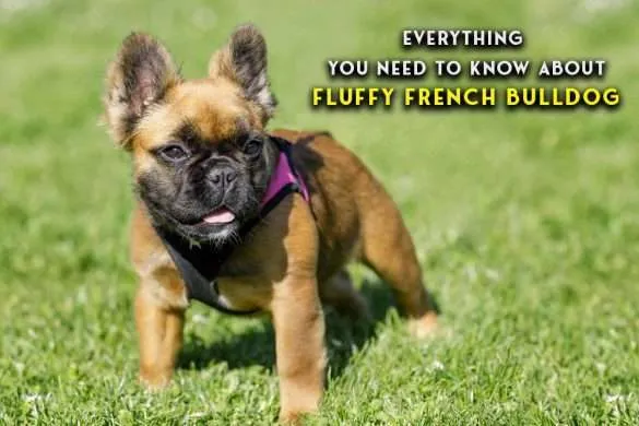 Fluffy French Bulldog: Everything You Need To Know - Shutterbulky