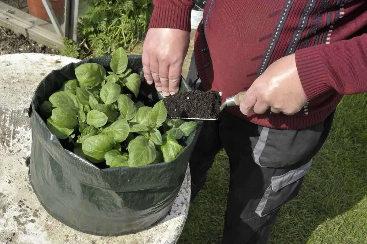 Growing Potatoes at Home in Containers - Shutterbulky