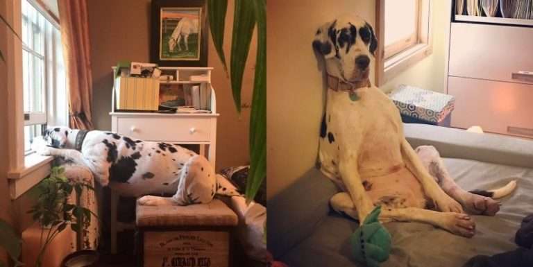 Happy Great Dane Adoption Stories - ShutterBulky