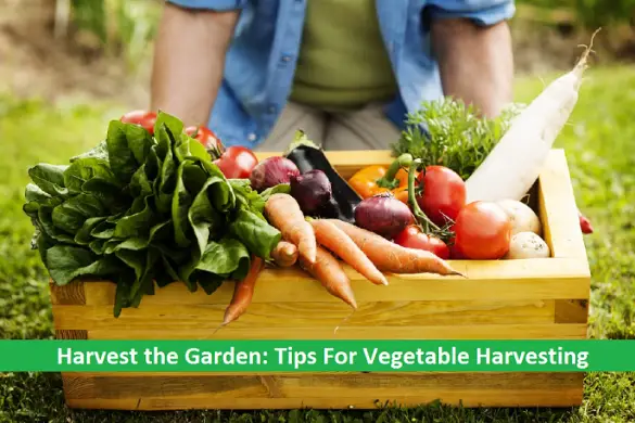 tips for harvesting vegetables Archives - Shutterbulky