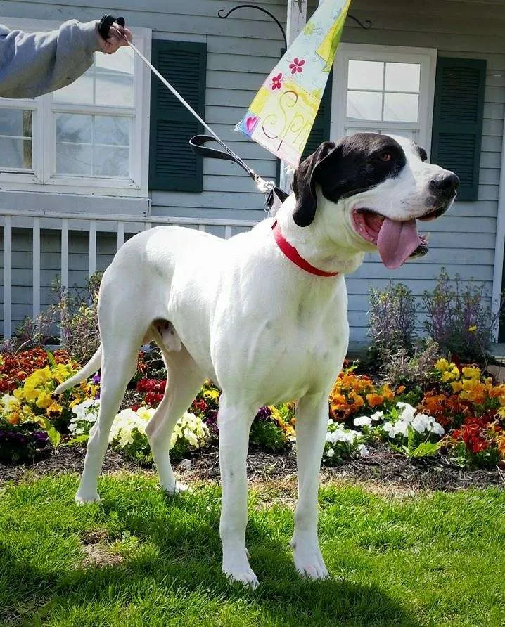 Great Dane: Everything About World's Biggest Dog Breed - Shutterbulky