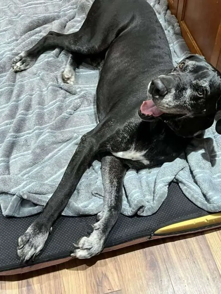 Great Dane: Everything About World's Biggest Dog Breed - Shutterbulky