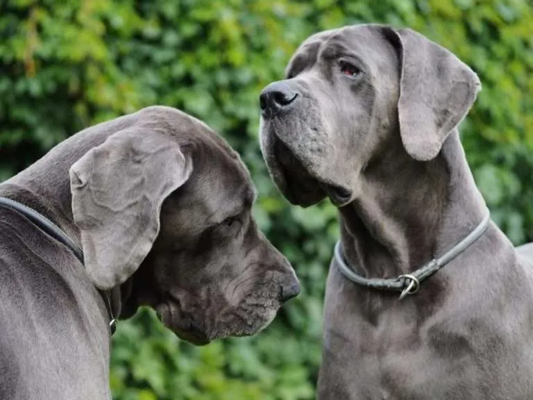 Blue Great Dane: Everything You Need To Know - Shutterbulky