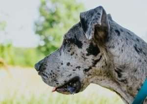 Merle Great Dane: Everything You Need To Know – Shutterbulky
