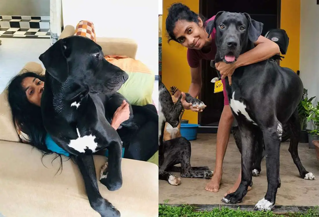 Black Great Dane: Everything You Need To Know ? - Shutterbulky