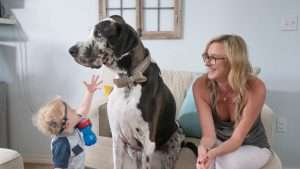 Merle Great Dane: Everything You Need To Know – Shutterbulky